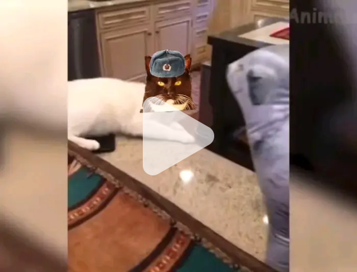 Commie Cat video meme - Piñata Farms - The best meme generator and meme ...