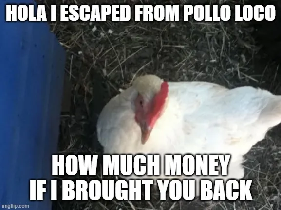 HOLA I ESCAPED FROM POLLO LOCO; HOW MUCH MONEY IF I BROUGHT YOU BACK ...