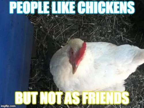 PEOPLE LIKE CHICKENS; BUT NOT AS FRIENDS meme - Piñata Farms - The best ...