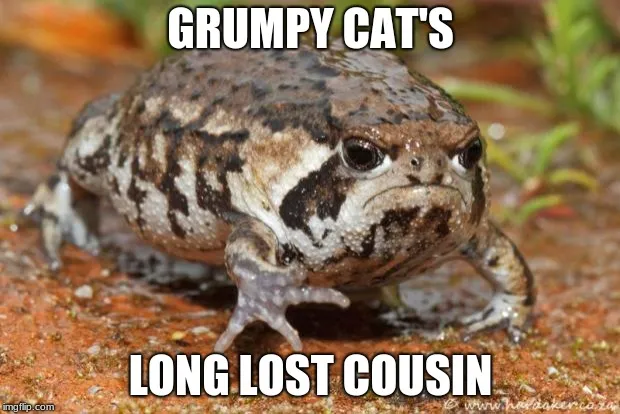 GRUMPY CAT'S; LONG LOST COUSIN meme - Piñata Farms - The best meme ...