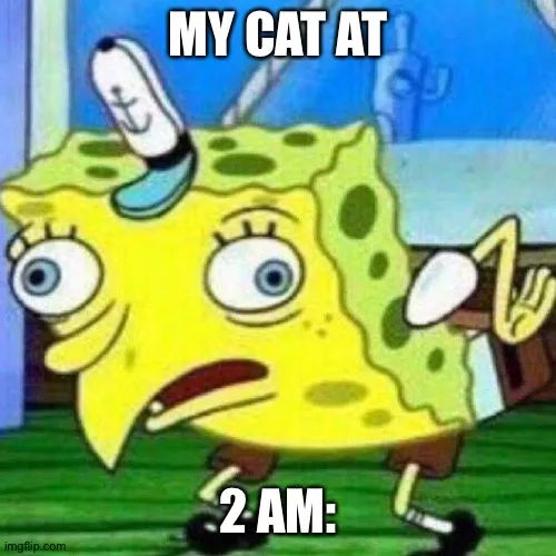 MY CAT AT; 2 AM: meme - Piñata Farms - The best meme generator and meme ...