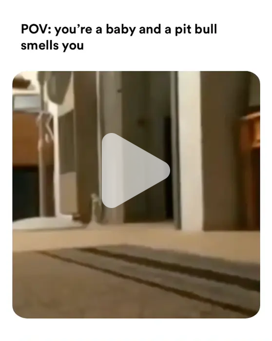 POV: you're a baby and a pit bull smells you video meme - Piñata Farms ...