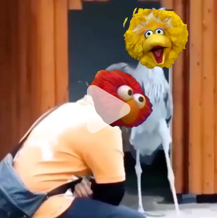 Begg Burd video meme - Piñata Farms - The best meme generator and meme ...