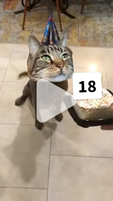 Mr. Poots (aka “Baby”) is 18 today‼️ 4.14 🥰🐈 ️😘🎂🎁🎈🎉 #piñatacatclub # ...