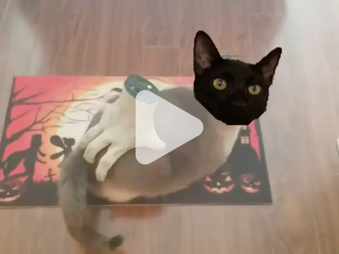 Binx loves his butt rubs. #piñatacatclub video meme - Piñata Farms ...