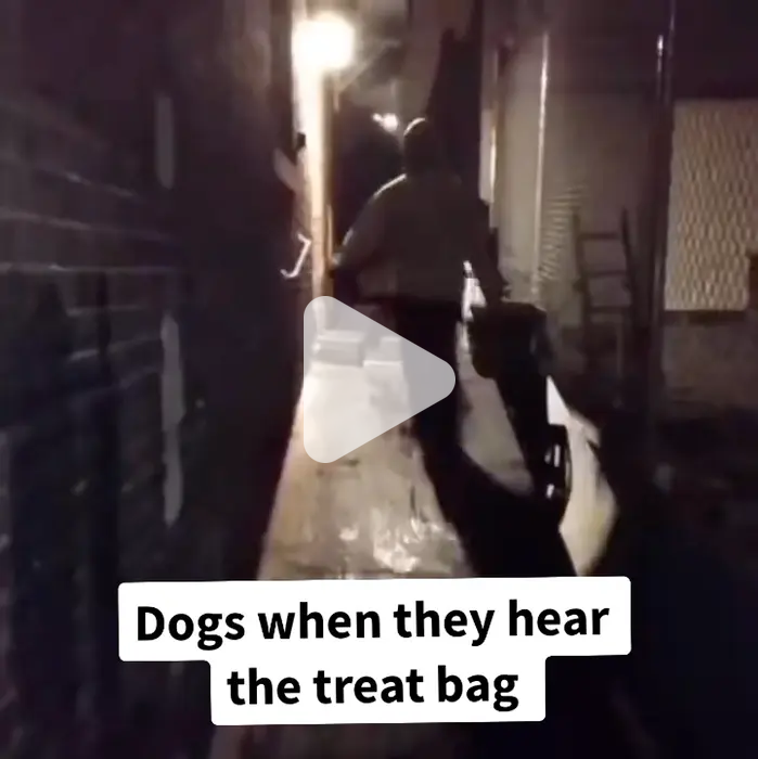 Like crack for dogs video meme - Piñata Farms - The best meme generator ...