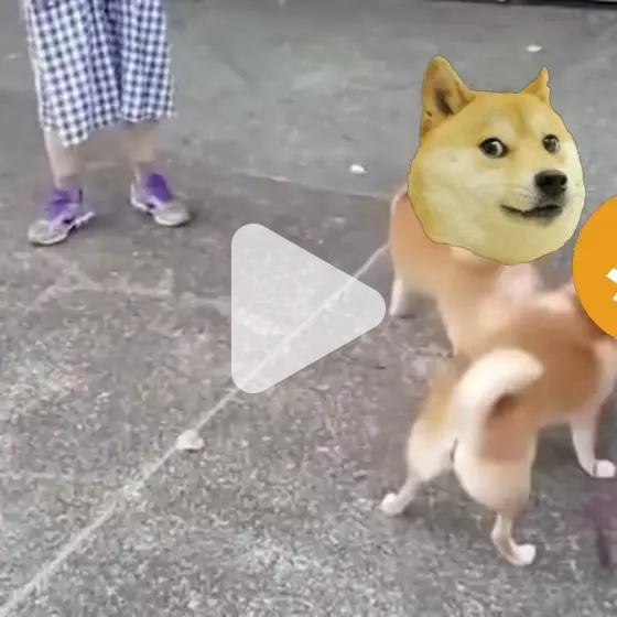 Btc > doge video meme - Piñata Farms - The best meme generator and meme maker for video & image ...