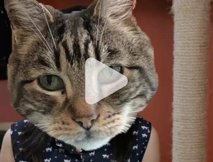 “I’ve been called a crazy kat lady” video meme - Piñata Farms - The ...