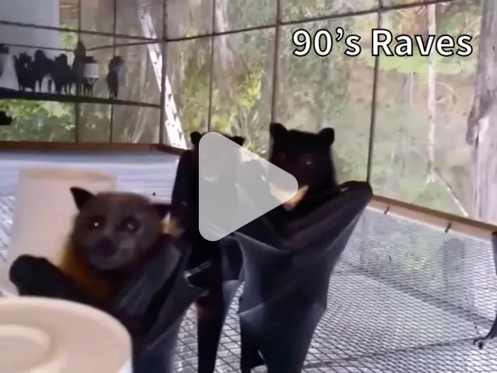 #90s #Raves video meme - Piñata Farms - The best meme generator and ...