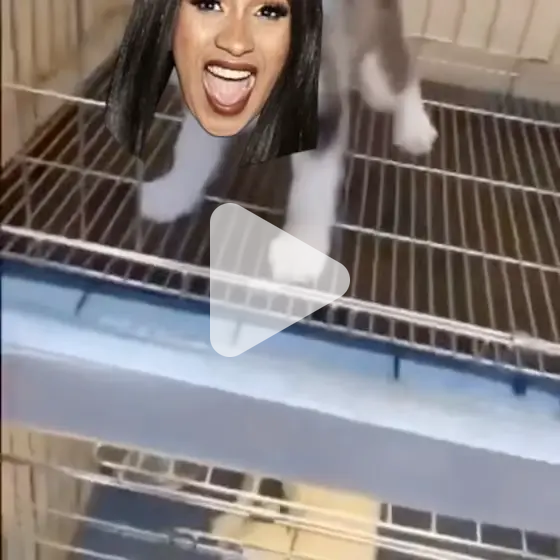 💦👁👅👁💦 #cardib #wap video meme - Piñata Farms - The best meme generator ...